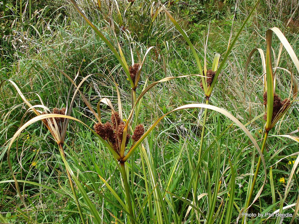 Phil Bendle Collection:Cyperus ustulatus (Giant umbrella sedge) Native ...