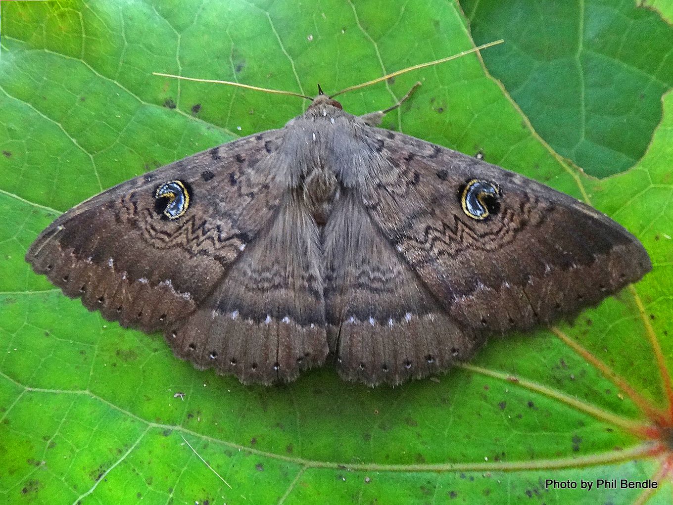Phil Bendle Collection:Dasypodia cymatodes (Northern Wattle moth ...