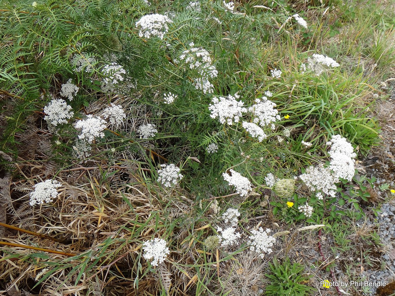 Phil Bendle Collection:Daucus carota (Wild Carrot) - CitSciHub