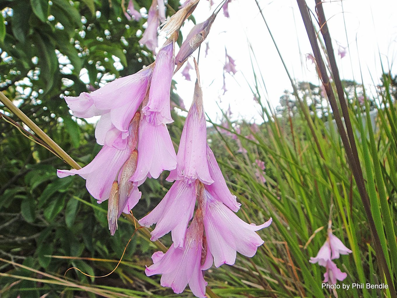 Phil Bendle Collection:Dierama pulcherrimum (Angel s fishing rod ...