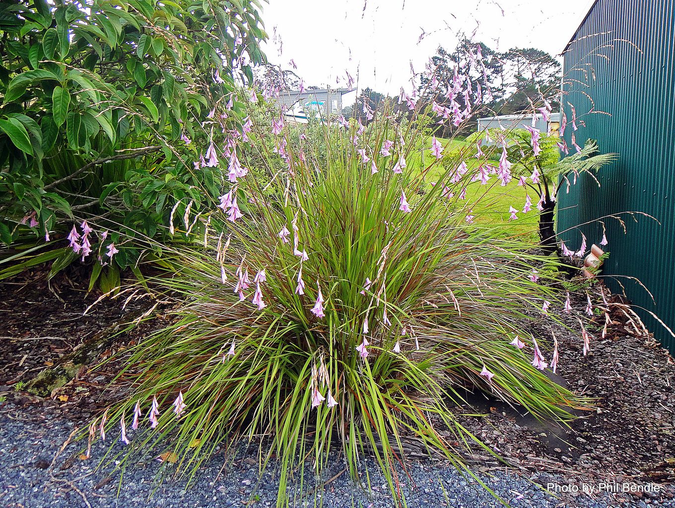Phil Bendle Collection:Dierama pulcherrimum (Angel s fishing rod ...