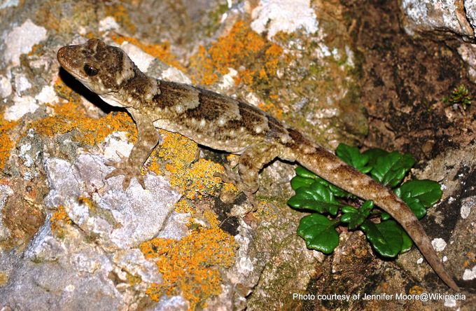 Phil Bendle Collection:Gecko (Duvaucel s) Hoplodactylus duvauceli ...