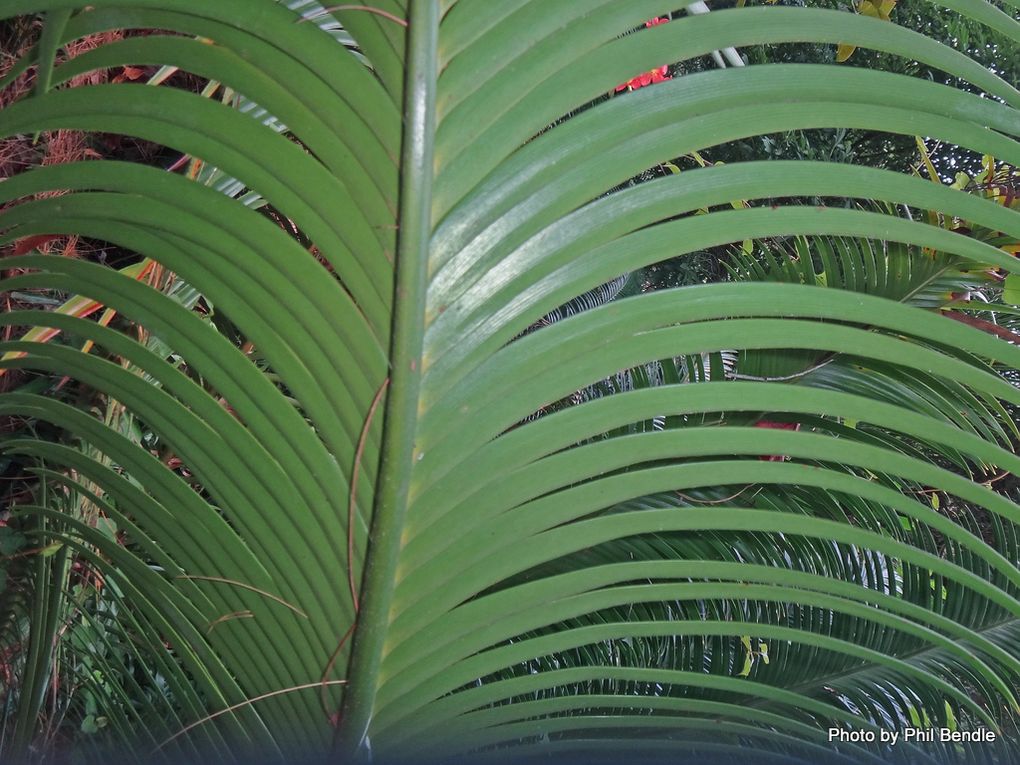 Phil Bendle Collection:Encephalartos natalensis x woodii (Cycad hybrid ...