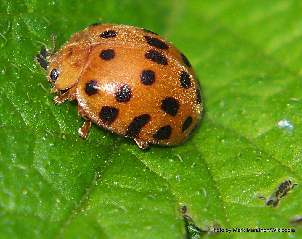 Phil Bendle Collection:Ladybird (Hadda Beetle) Henosepilachna ...
