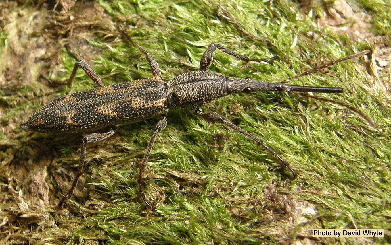 Phil Bendle Collection:Beetle (Giraffe) Lasiorhynchus barbicornis ...