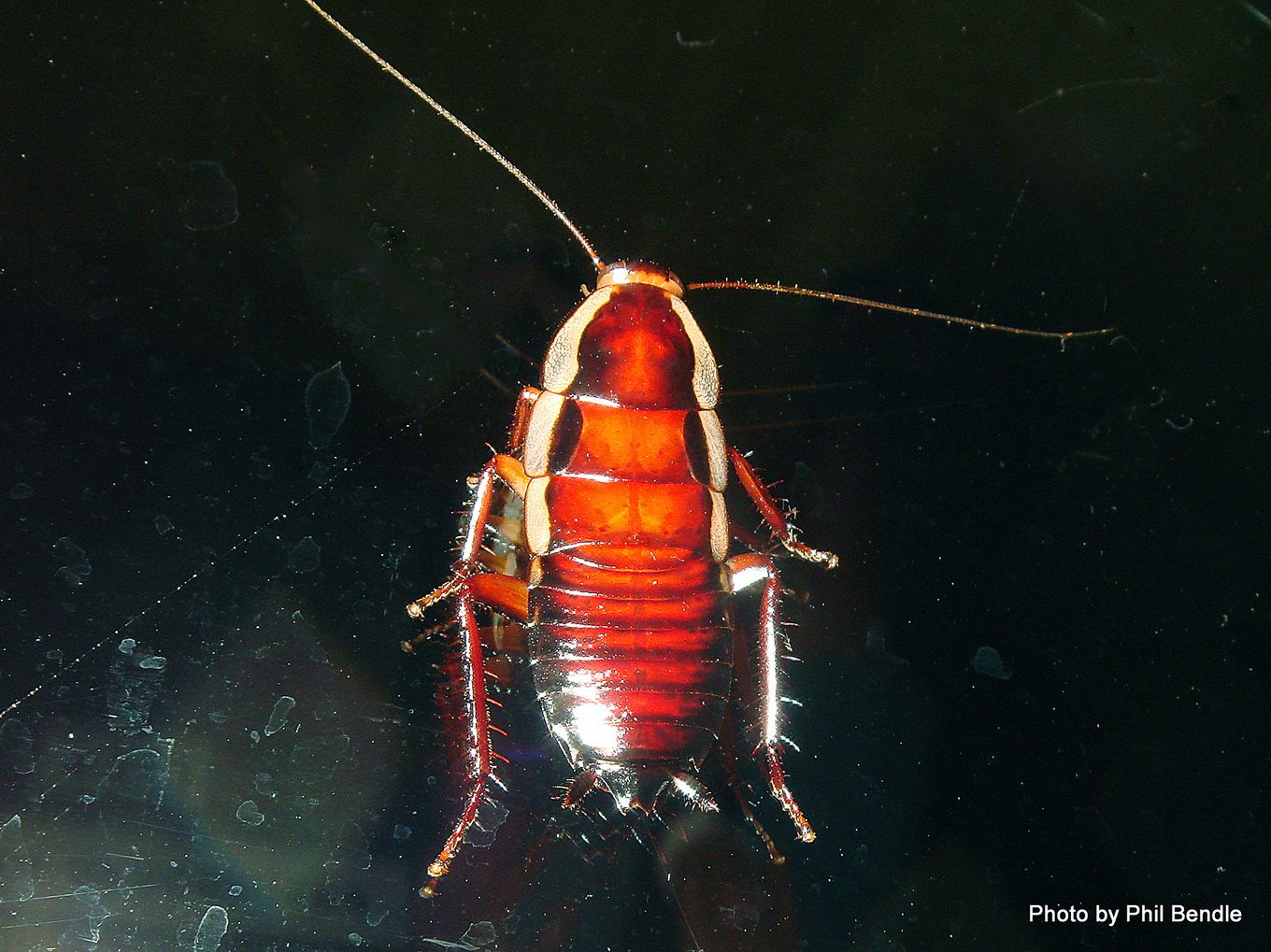 Phil Bendle Collection:Cockroach (Gisborne) Drymaplaneta semivitta ...