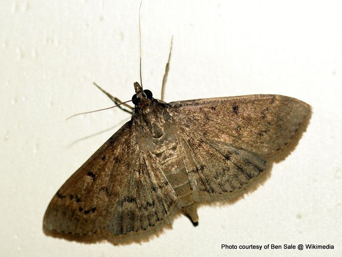 Phil Bendle Collection:Herpetogramma licarsisalis (Grass webworm moth ...