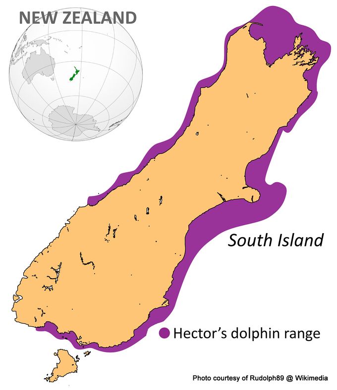 Phil Bendle Collection:Dolphin (Hector s) Cephalorhynchus hectori ...