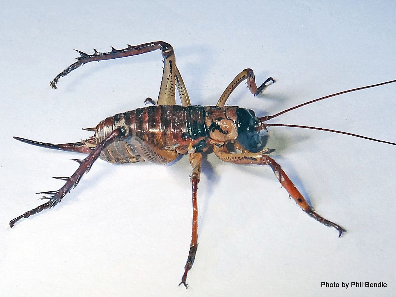 Phil Bendle Collection:Weta (Tree) Auckland (Hemideina thoracica ...