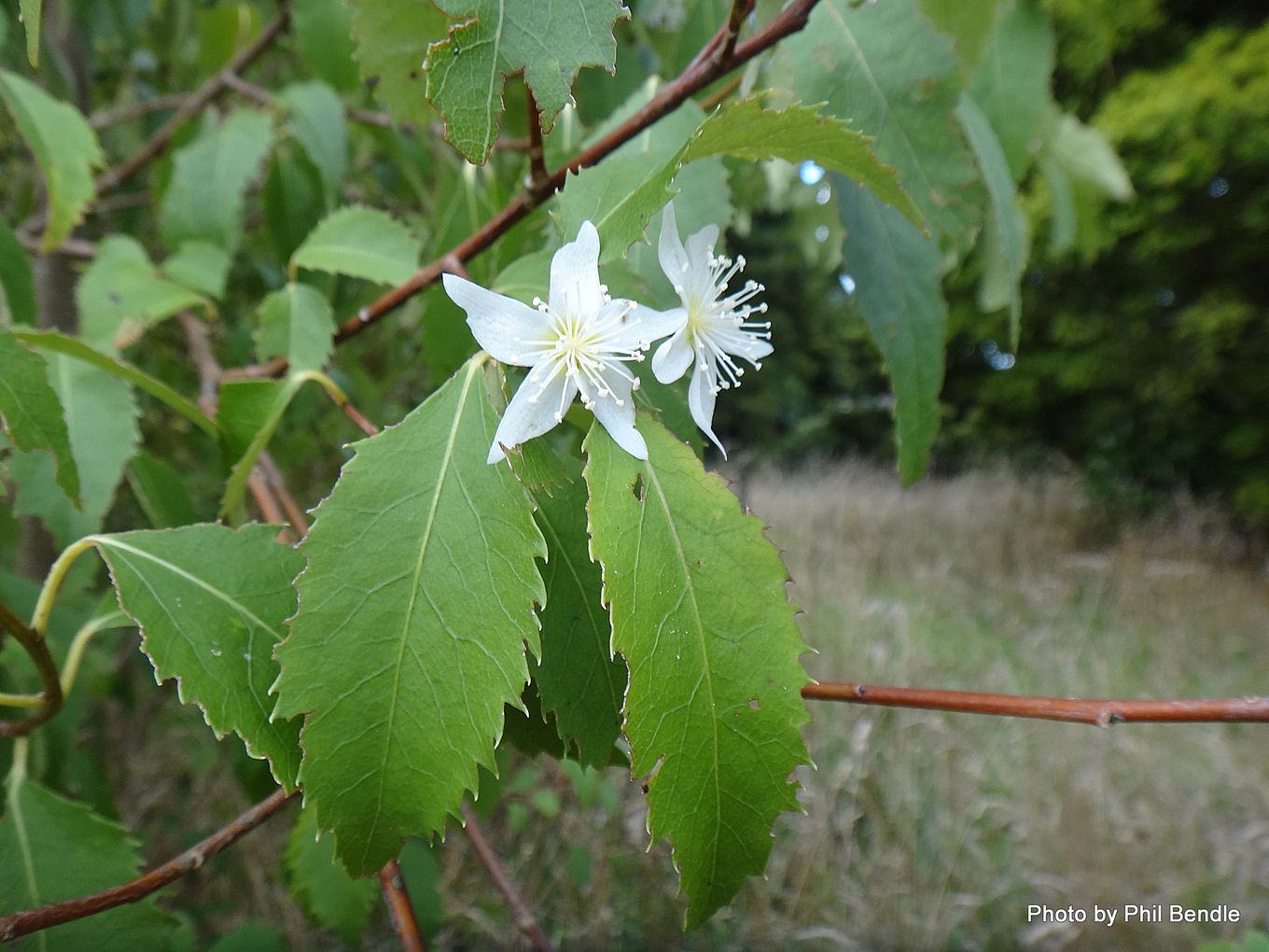 Phil Bendle Collection:Hoheria populnea (Lacebark, Houhere) - CitSciHub
