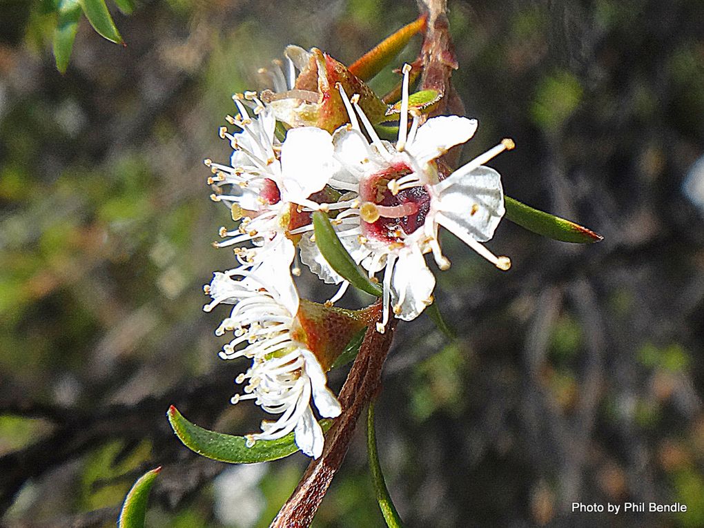 Phil Bendle Collection:Kunzea ericoides (Kanuka) - CitSciHub