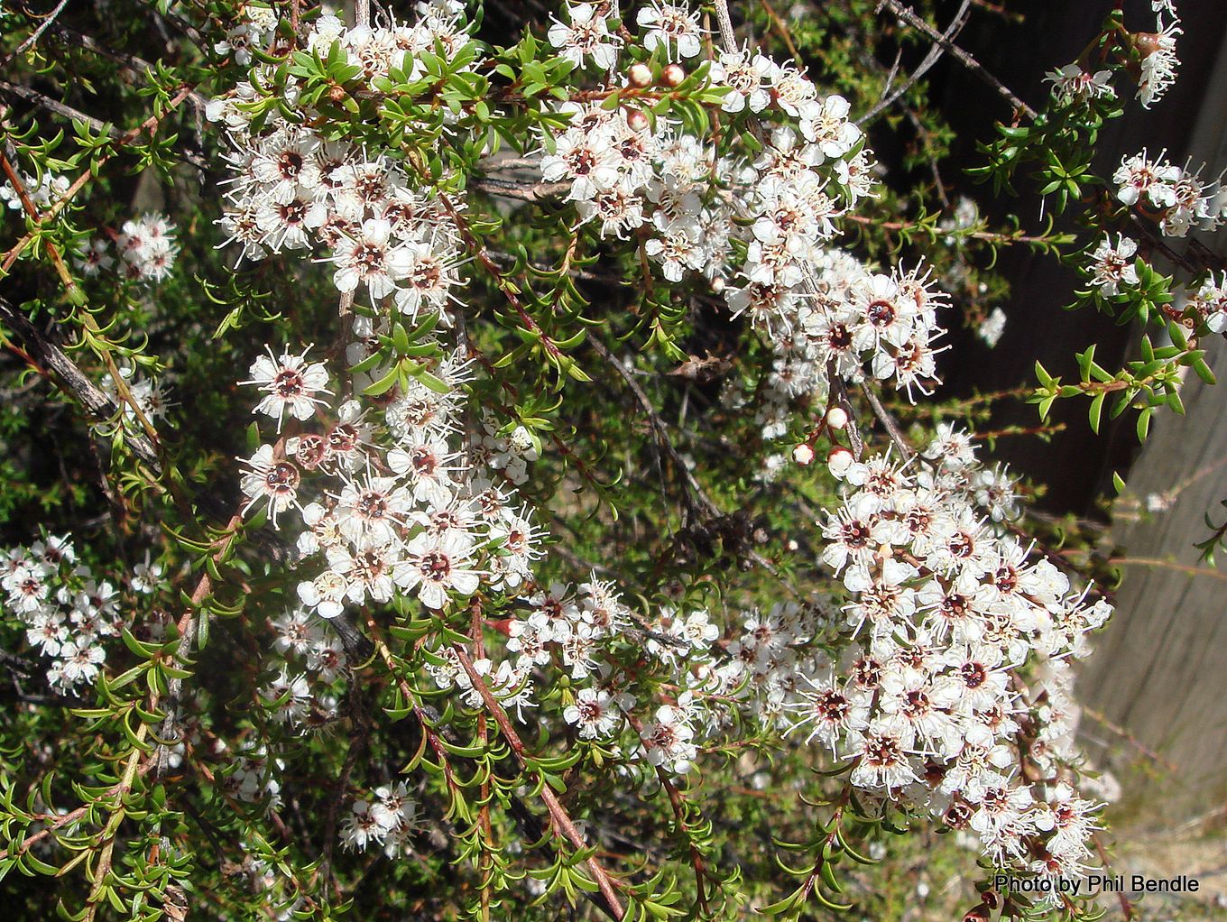 Phil Bendle Collection:Kunzea ericoides (Kanuka) - CitSciHub