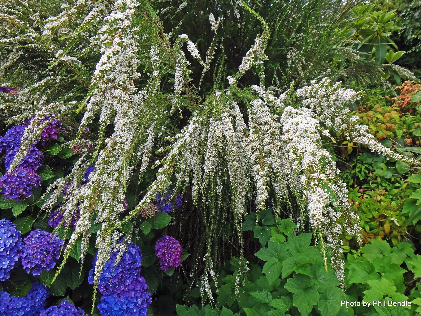 Phil Bendle Collection:Leptospermum polygalifoilum ssp tropicum ...