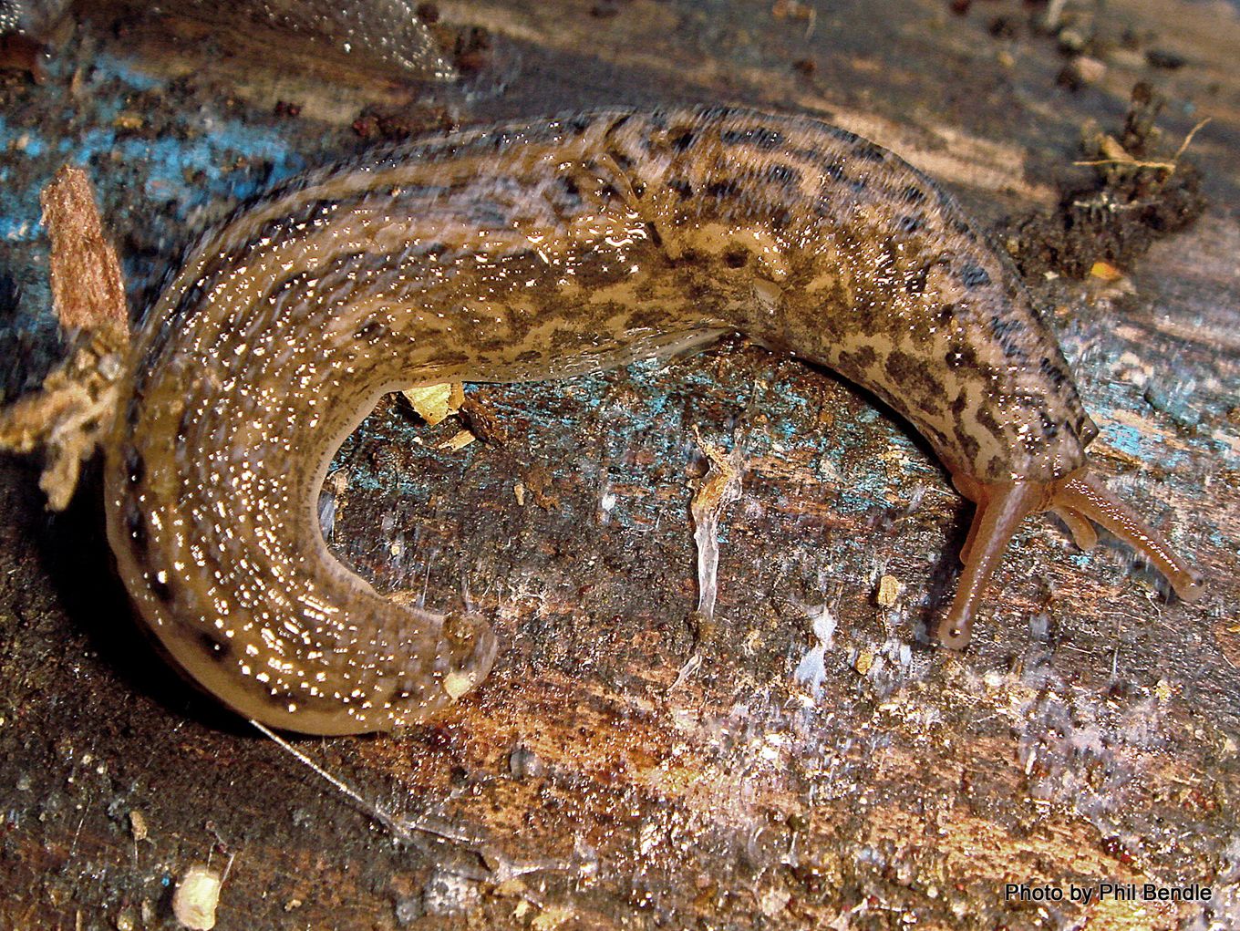 Phil Bendle Collection:Slug (Leopard) Limax maximus - CitSciHub