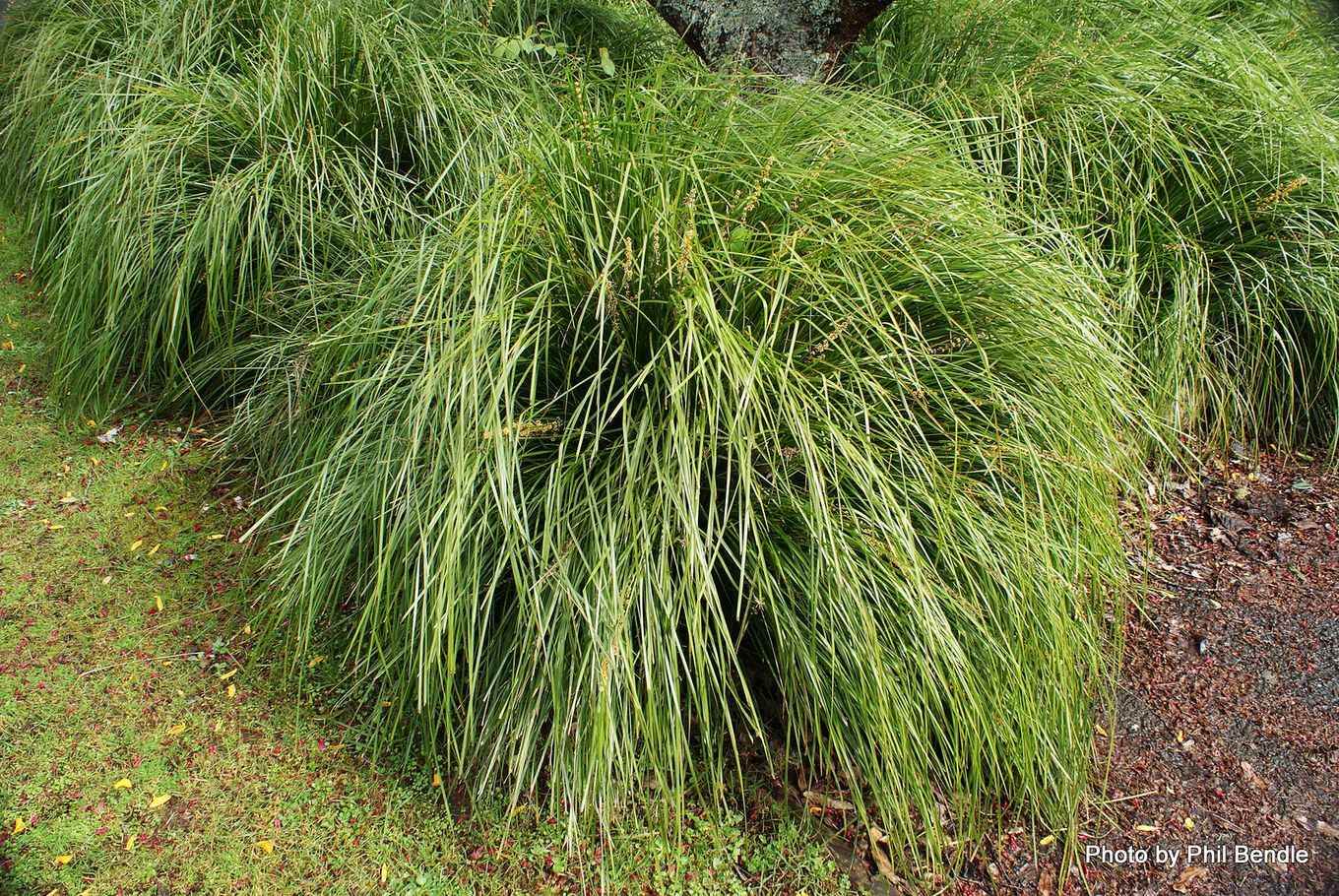 Phil Bendle Collection:Lomandra longifolia (Spiny headed mat rush ...