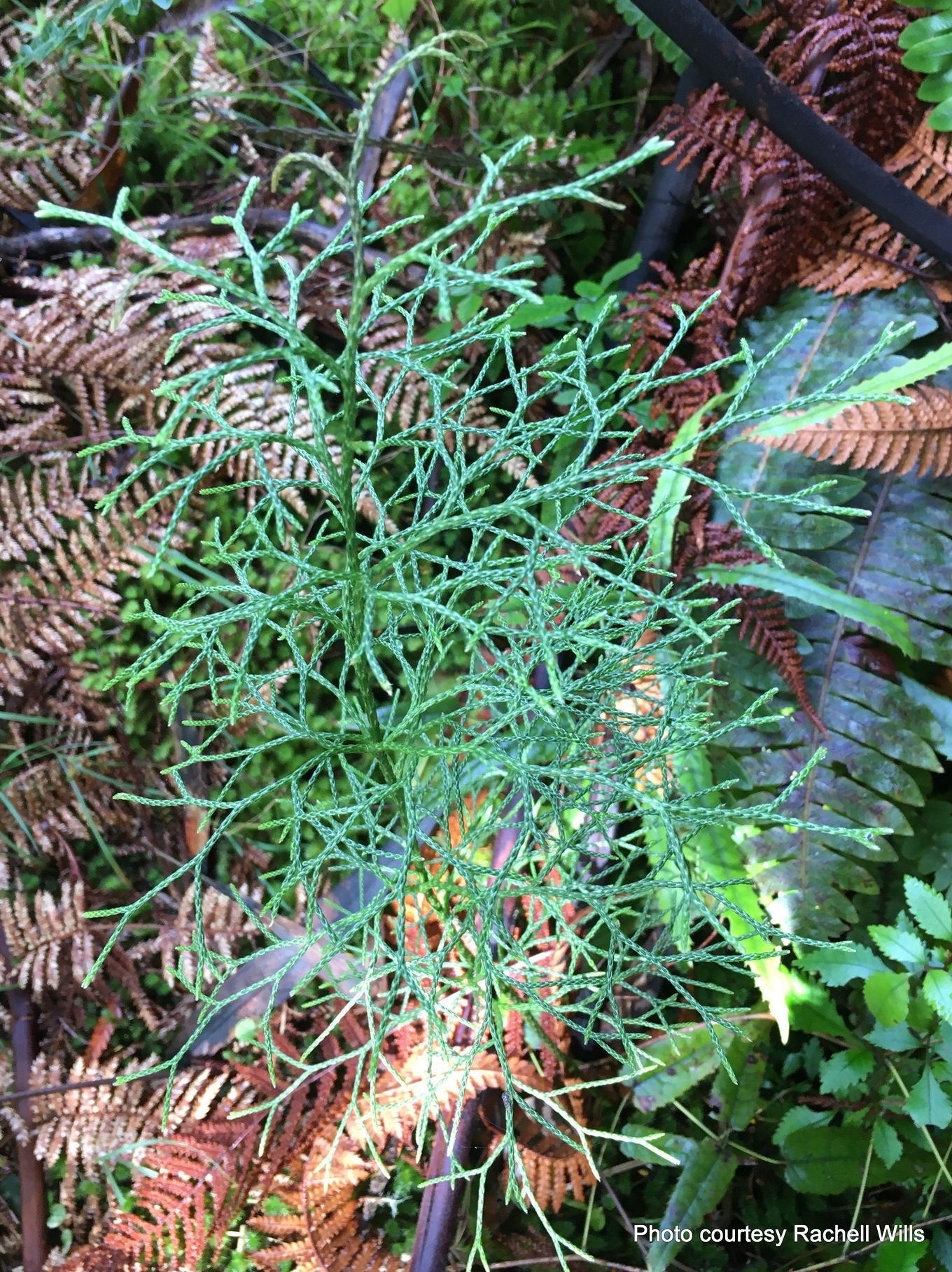 Phil Bendle Collection:Manoao colensoi (Silver pine). - CitSciHub