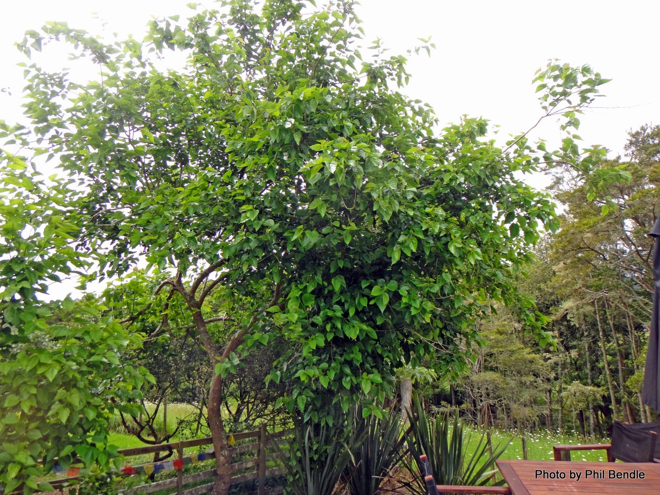 Phil Bendle Collection:Morus species (Mulberry trees) - CitSciHub