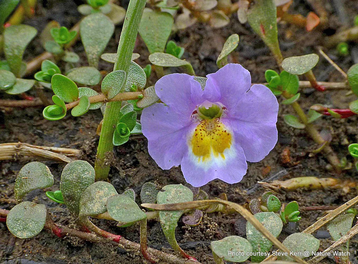 Phil Bendle Collection:Thyridia repens (New Zealand Musk) - CitSciHub