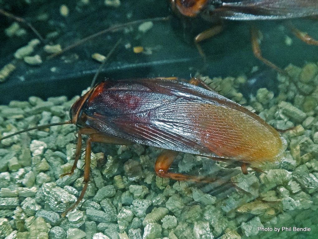 Phil Bendle Collection:Cockroach (American) Periplaneta americana ...