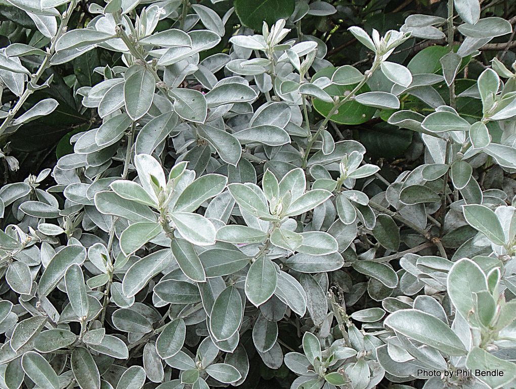 Phil Bendle Collection:Podalyria sericea (Satin bush) - CitSciHub