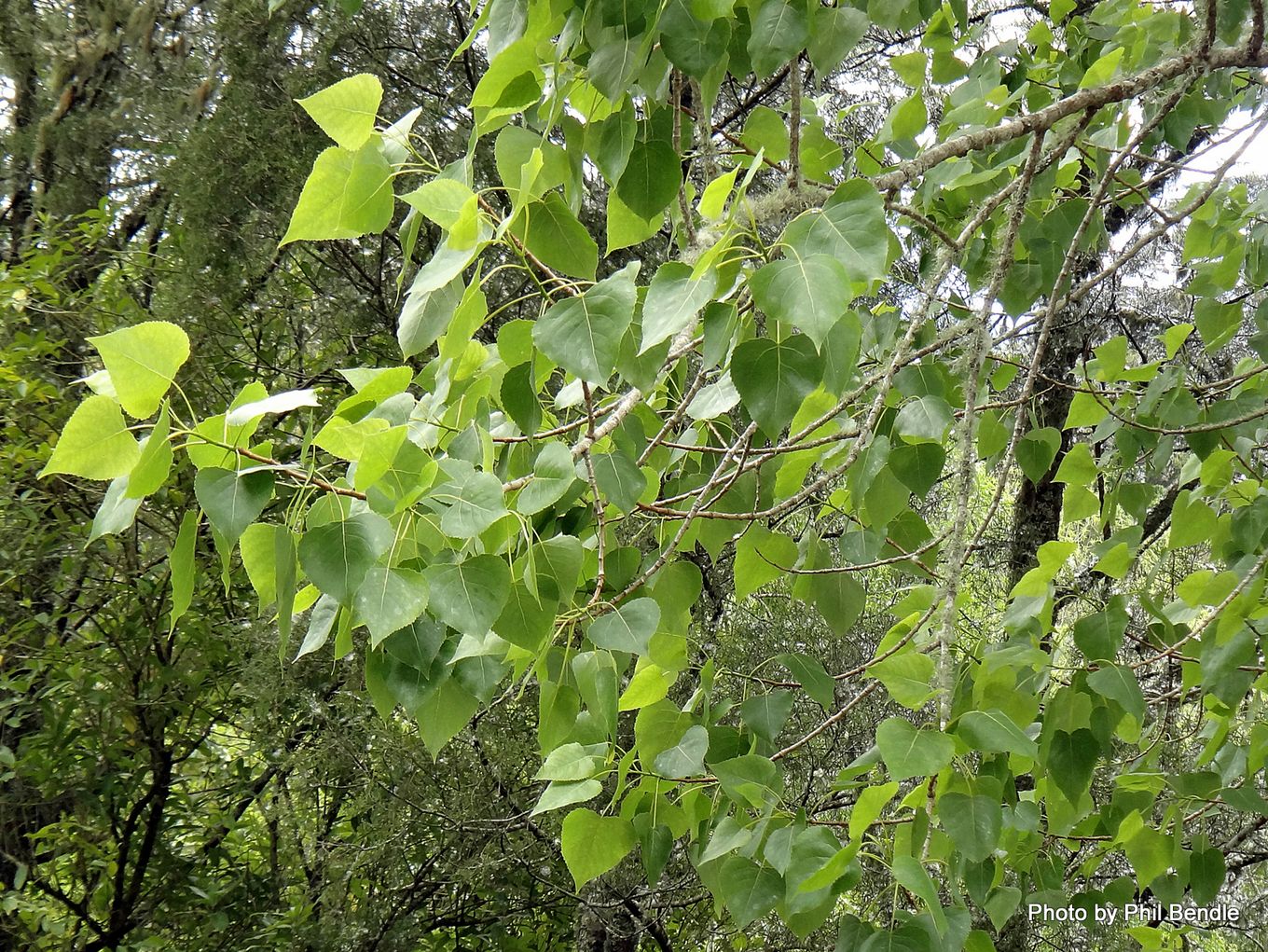 Phil Bendle Collection:Populus deltoides (Eastern cottonwood) - CitSciHub
