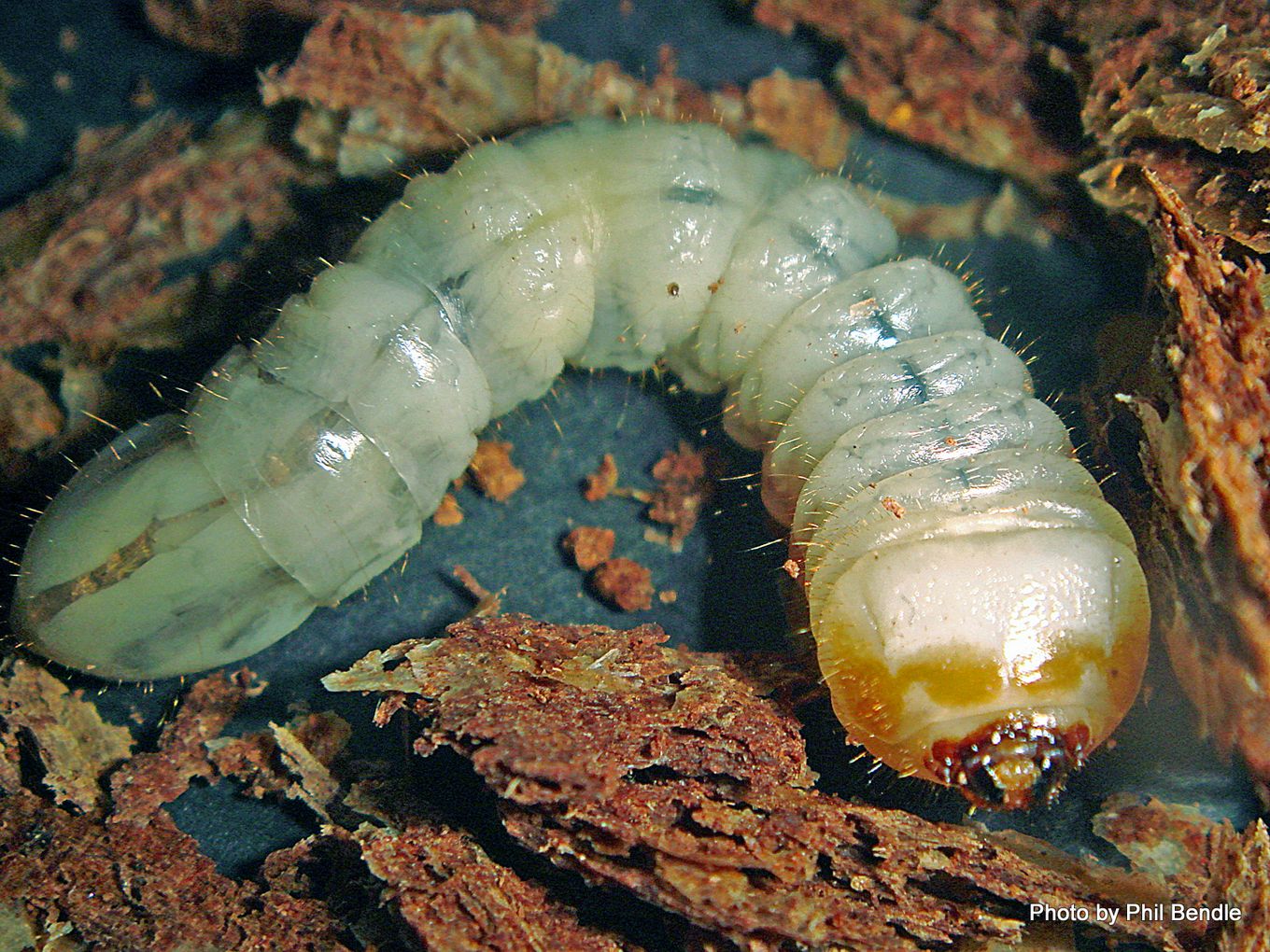 Phil Bendle Collection:Beetle (Huhu) Prionoplus reticularis - CitSciHub