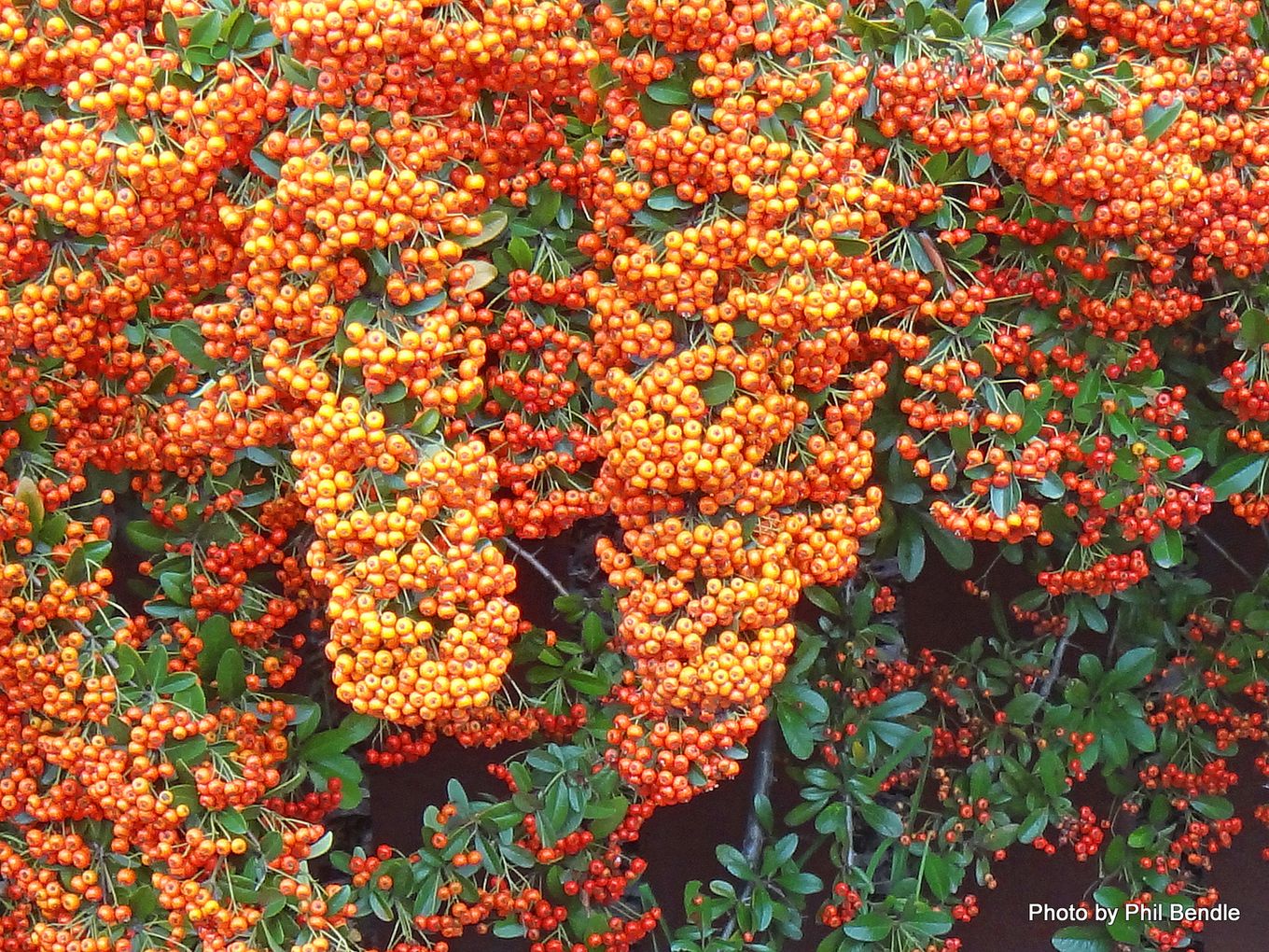 Phil Bendle Collection:Pyracantha (Firethorn) - CitSciHub