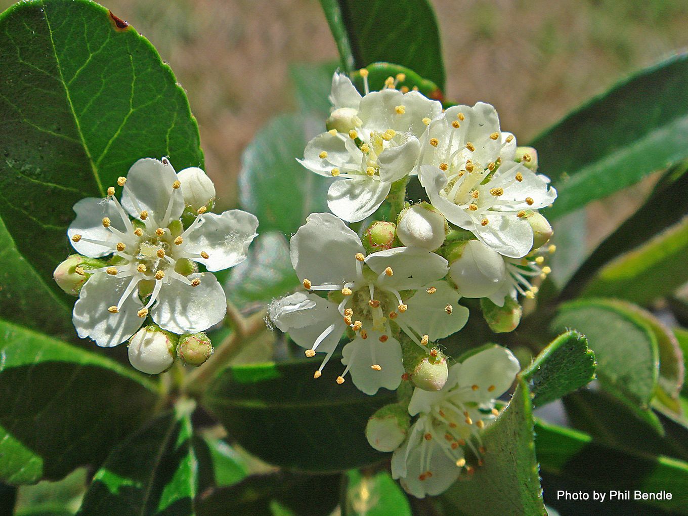 Phil Bendle Collection:Pyracantha (Firethorn) - CitSciHub