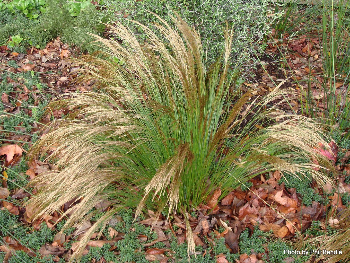 Phil Bendle Collection:Restio festuciformis (Green Grass Reed) Exotic ...