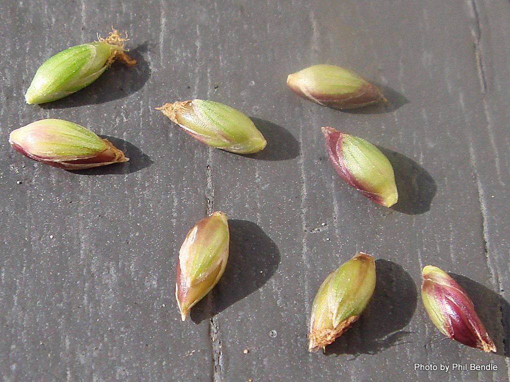 Phil Bendle Collection:Setaria palmifolia (Palmgrass) - CitSciHub
