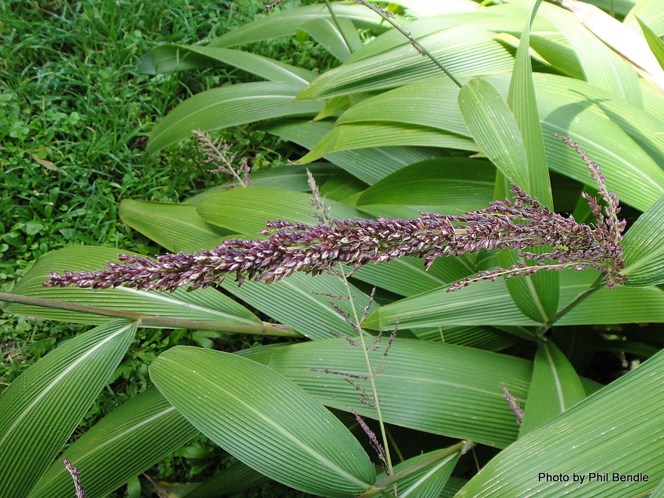 Phil Bendle Collection:Setaria palmifolia (Palmgrass) - CitSciHub