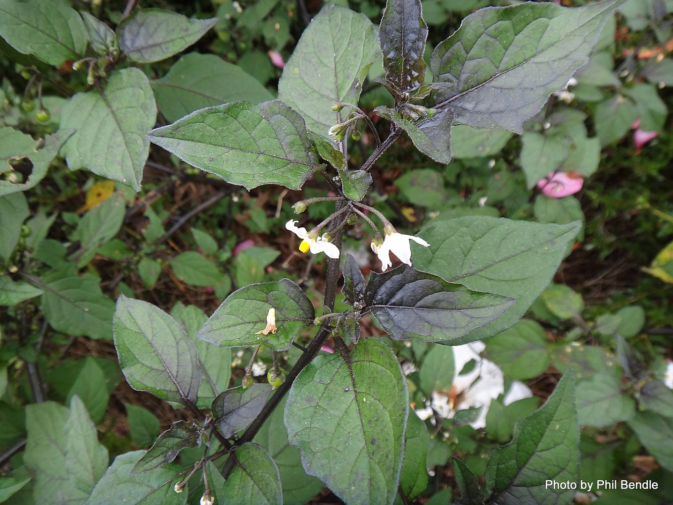 Phil Bendle Collection:Solanum nigrum (Black Nightshade) - CitSciHub