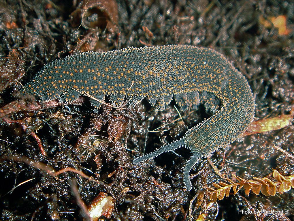 Phil Bendle Collection:Worm (Velvet) Peripatoides suteri - CitSciHub