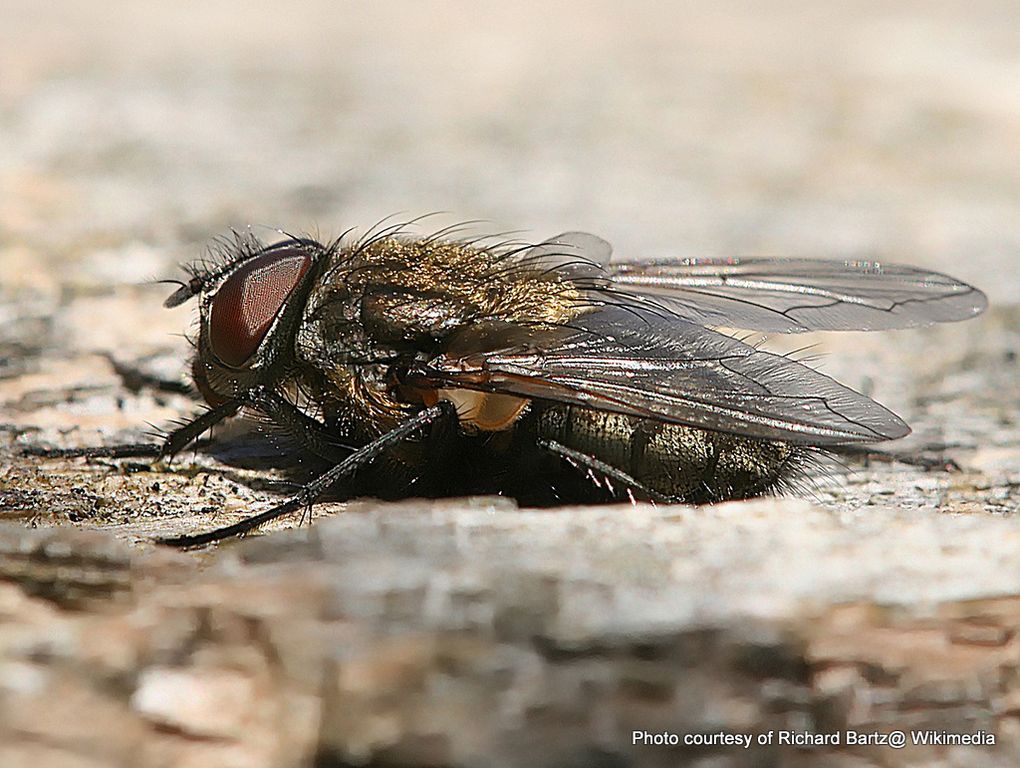Phil Bendle Collection:Fly (Cluster) Pollenia rudis - CitSciHub