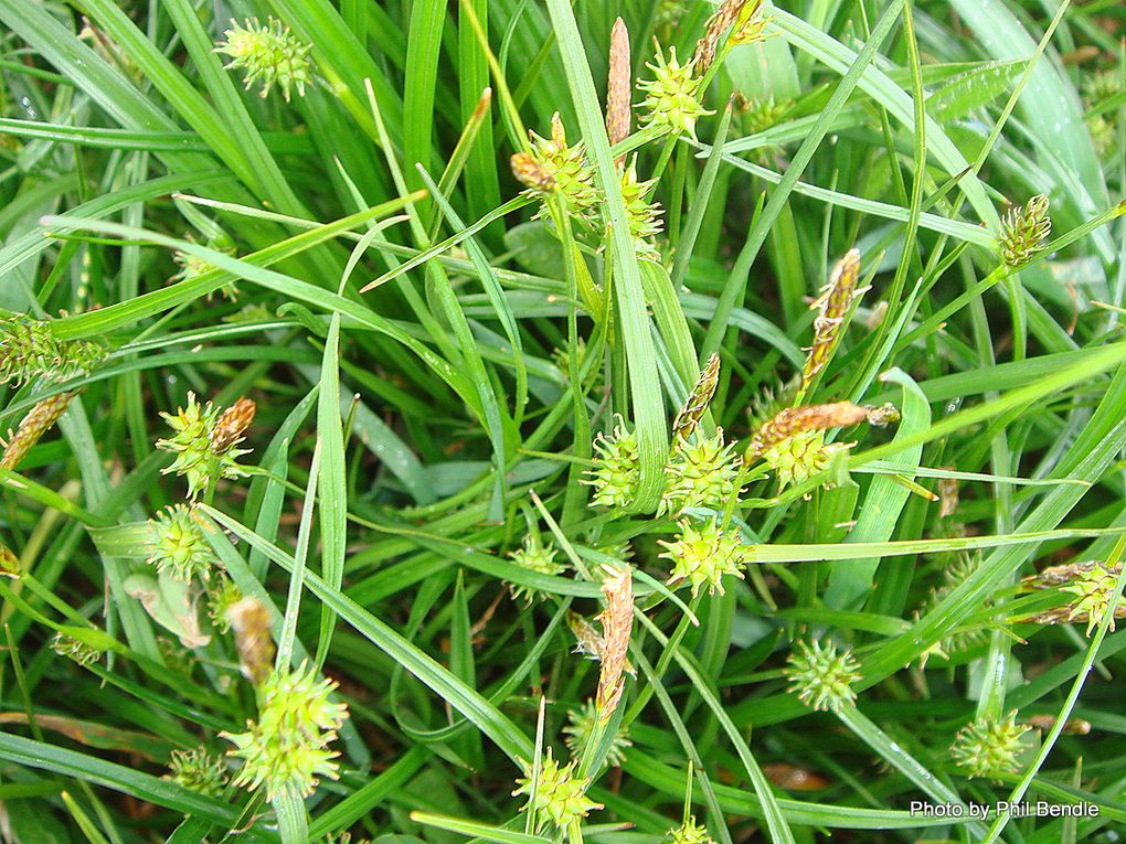 Phil Bendle Collection:Carex echinata (Star sedge) Native - CitSciHub