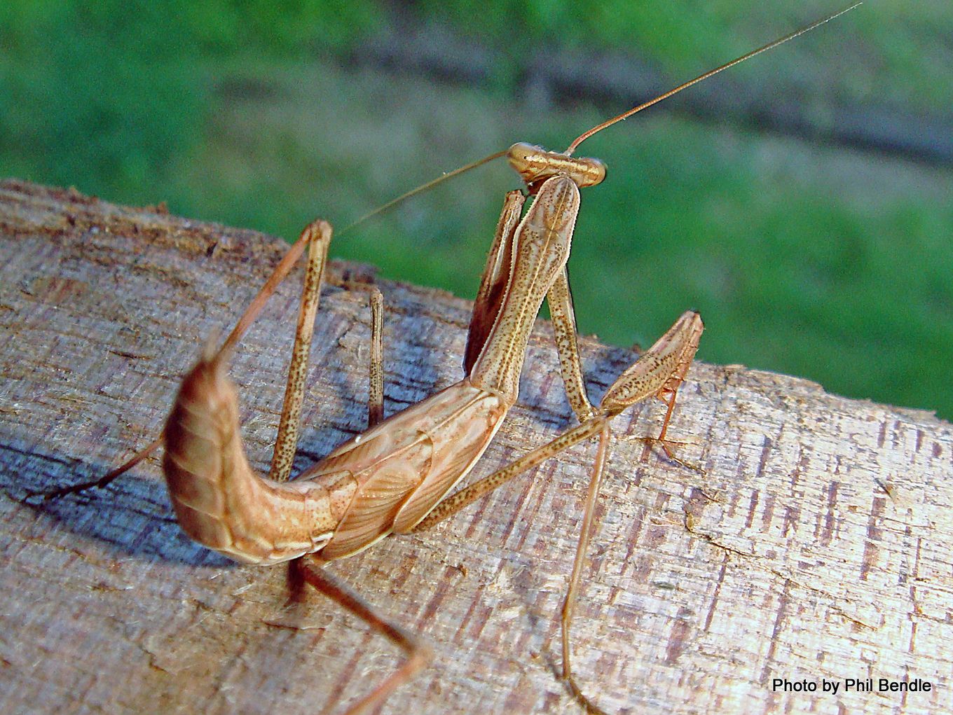 Phil Bendle Collection:Praying mantis (African) Miomantis caffra ...