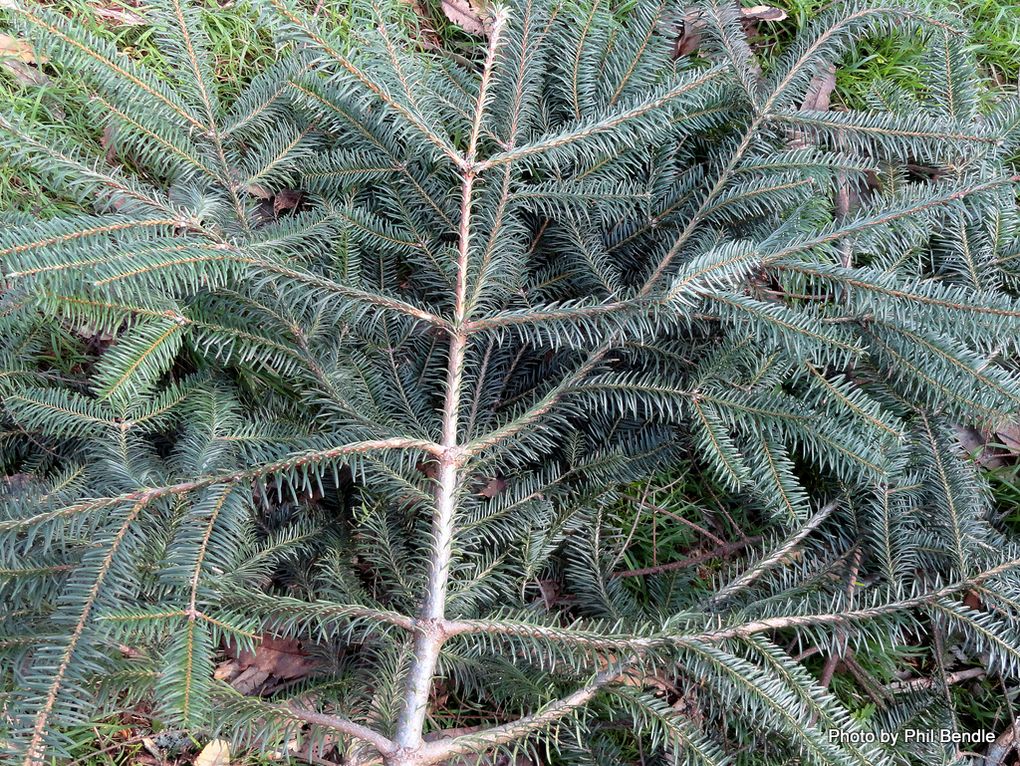 Phil Bendle Collection:Abies religiosa (Religious fir) - CitSciHub