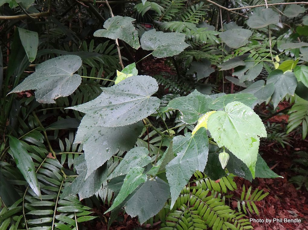 Phil Bendle Collection:Abutilon hybridum Nabob (Red Flowering Maple ...
