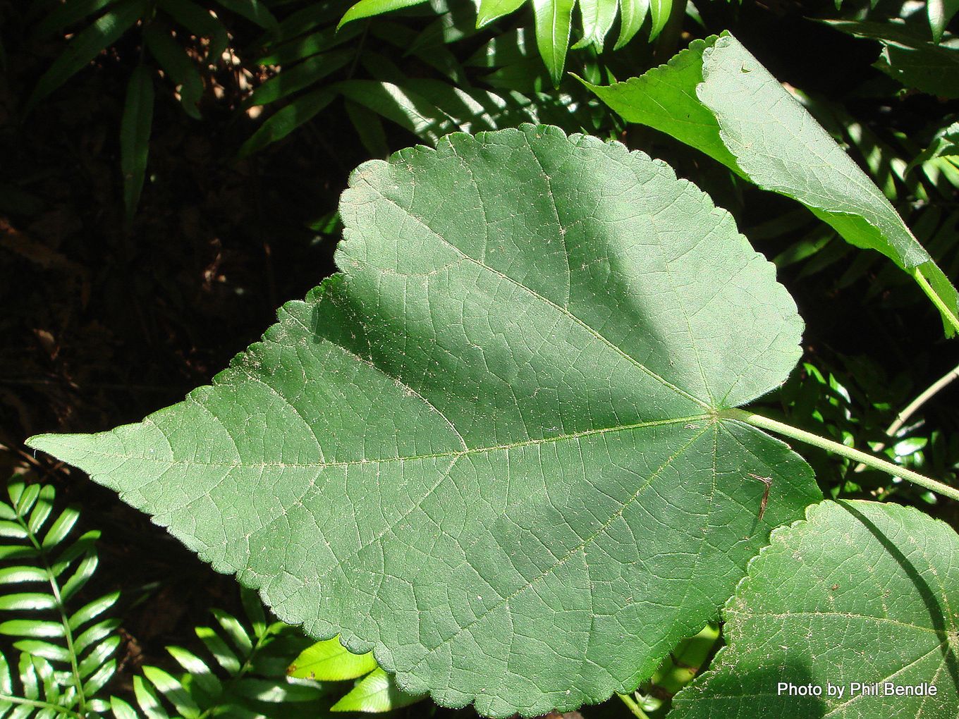 Phil Bendle Collection:Abutilon hybridum Nabob (Red Flowering Maple ...