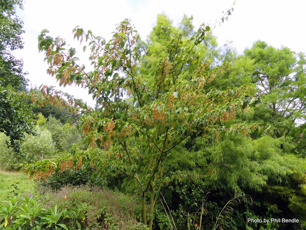 Phil Bendle Collection:Acer rufinerve (Snake-bark Maple) - CitSciHub
