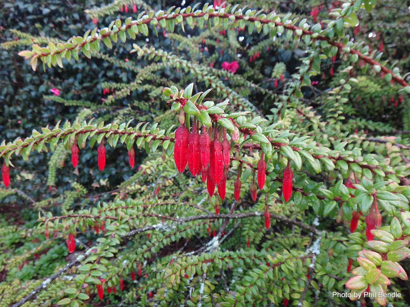 Phil Bendle Collection:Agapetes serpens - CitSciHub