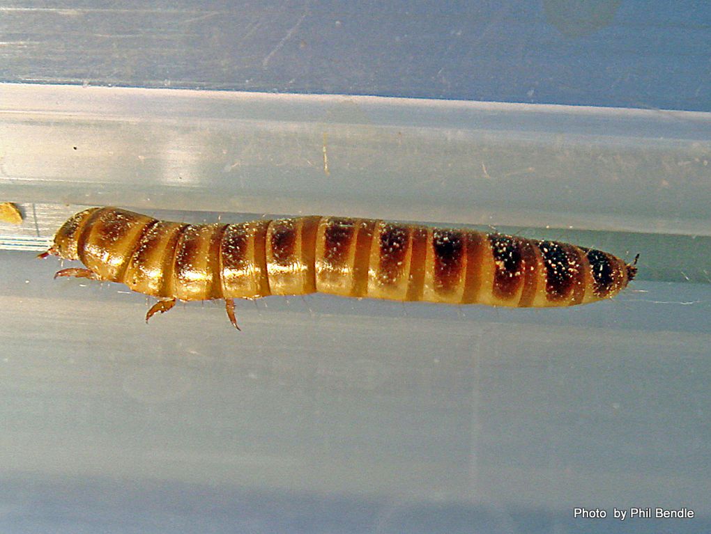 Phil Bendle Collection:Beetle (Lesser mealworm) Alphitobius diaperinus ...