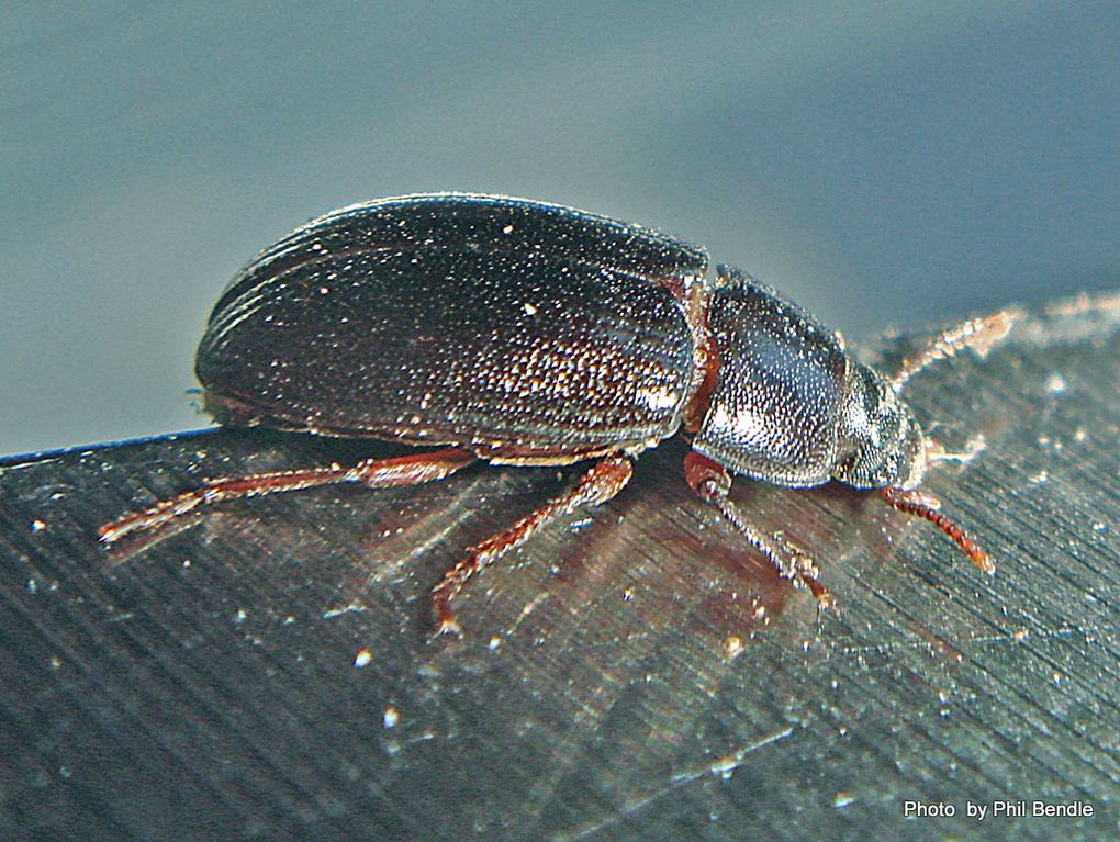 Phil Bendle Collection:Beetle (Lesser mealworm) Alphitobius diaperinus ...