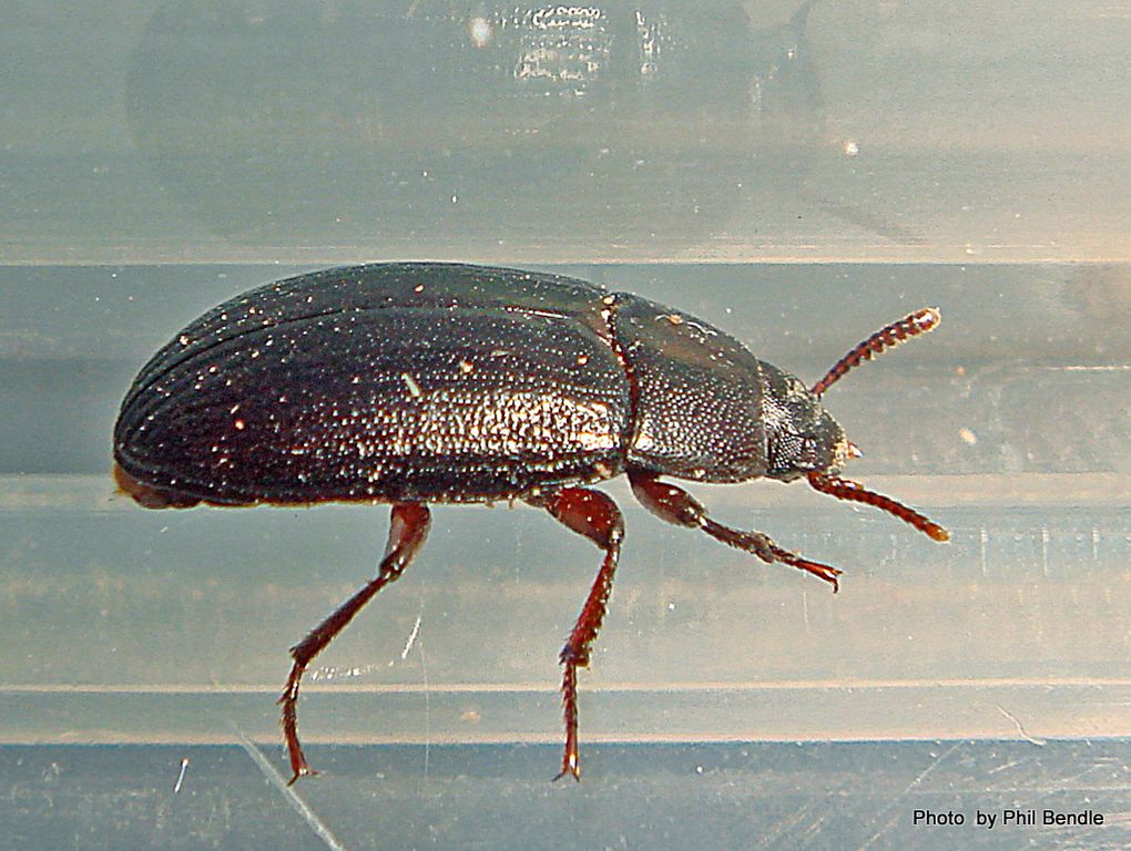Phil Bendle Collection:Beetle (Lesser mealworm) Alphitobius diaperinus ...