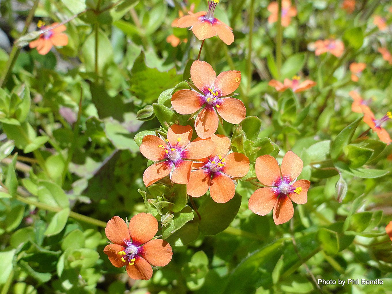 Phil Bendle Collection:Anagallis arvensis (Scarlet Pimpernel) - CitSciHub