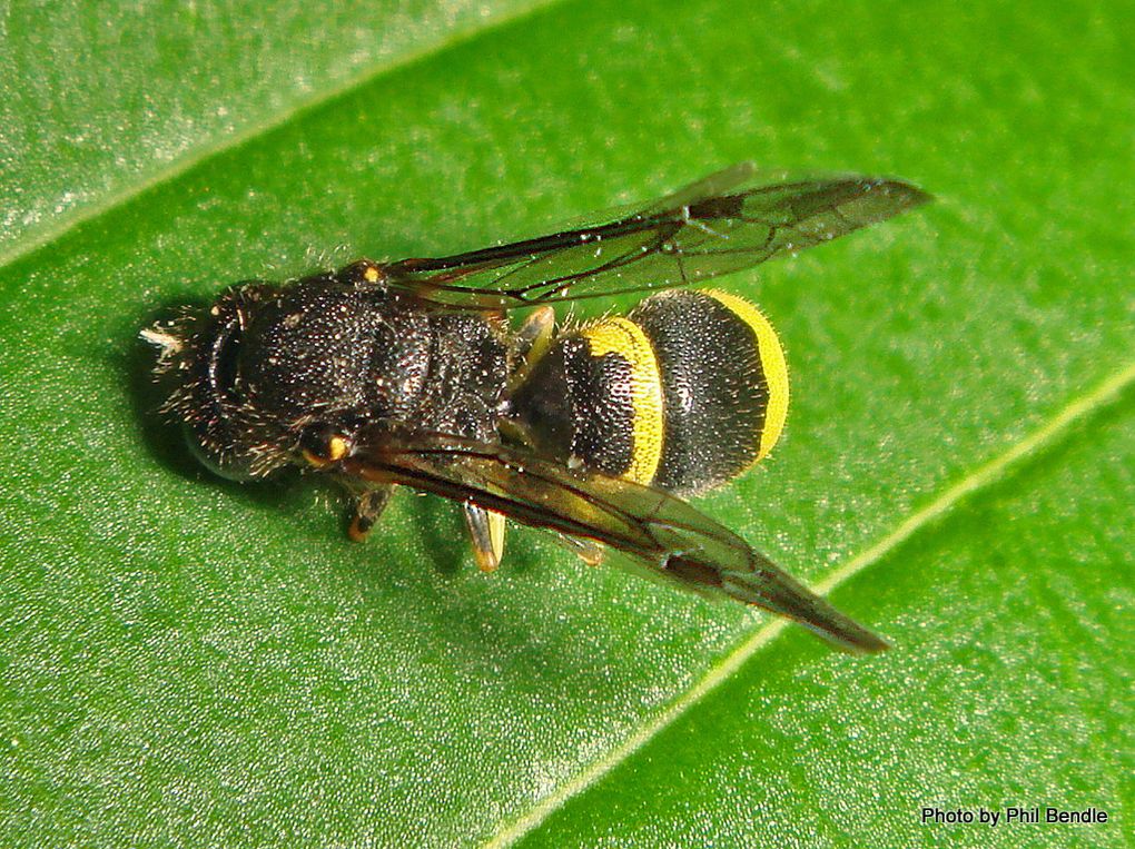 Phil Bendle Collection:Wasp (European tube) Ancistrocerus gazella ...