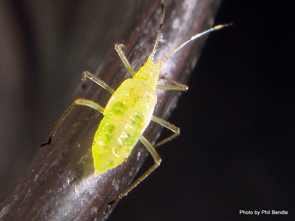 Phil Bendle Collection:Aphids (Family Aphididae) - CitSciHub