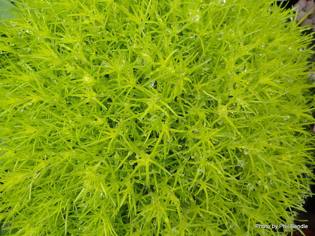 Phil Bendle Collection:Arenaria verna ‘Aurea’ (Golden Irish Moss ...