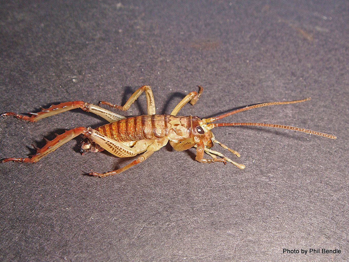 Phil Bendle Collection:Weta (Tree) Auckland (Hemideina thoracica ...