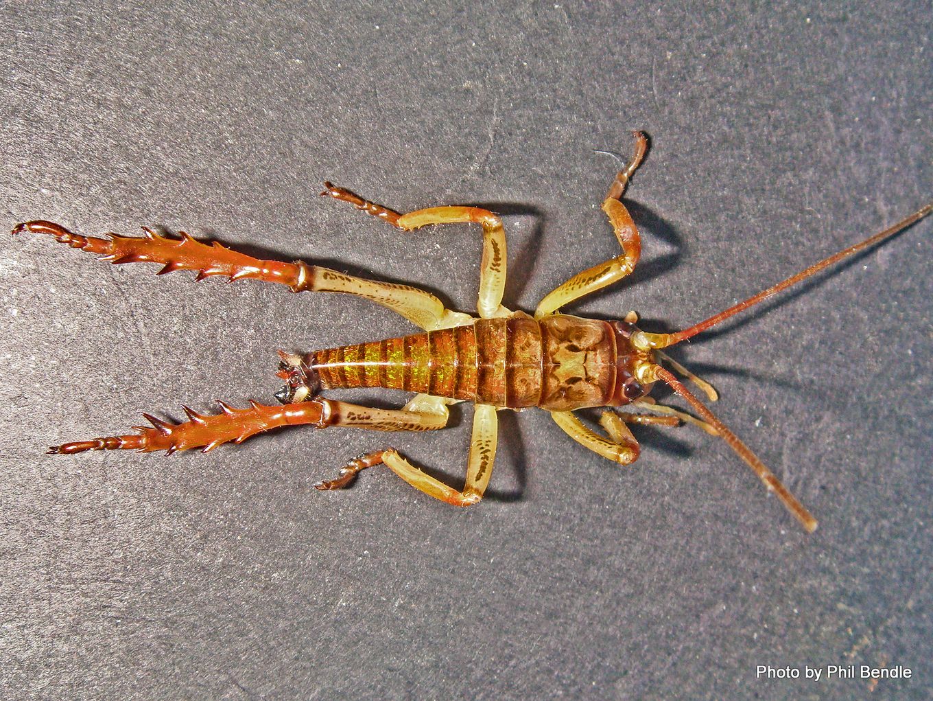 Phil Bendle Collection:Weta (Tree) Auckland (Hemideina thoracica ...